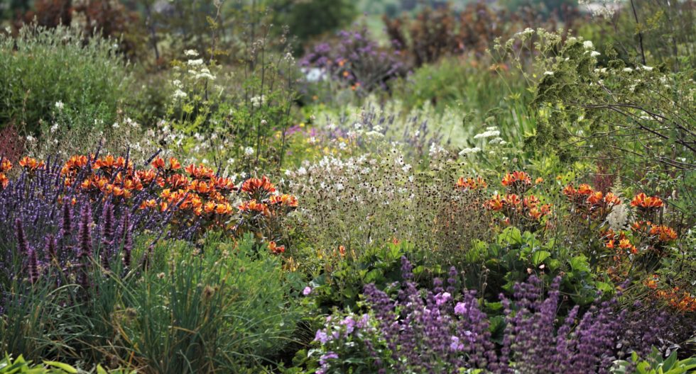 Rijnbeek en Zoon B.V | Perennials,Extraordinary Selection, Tailored ...