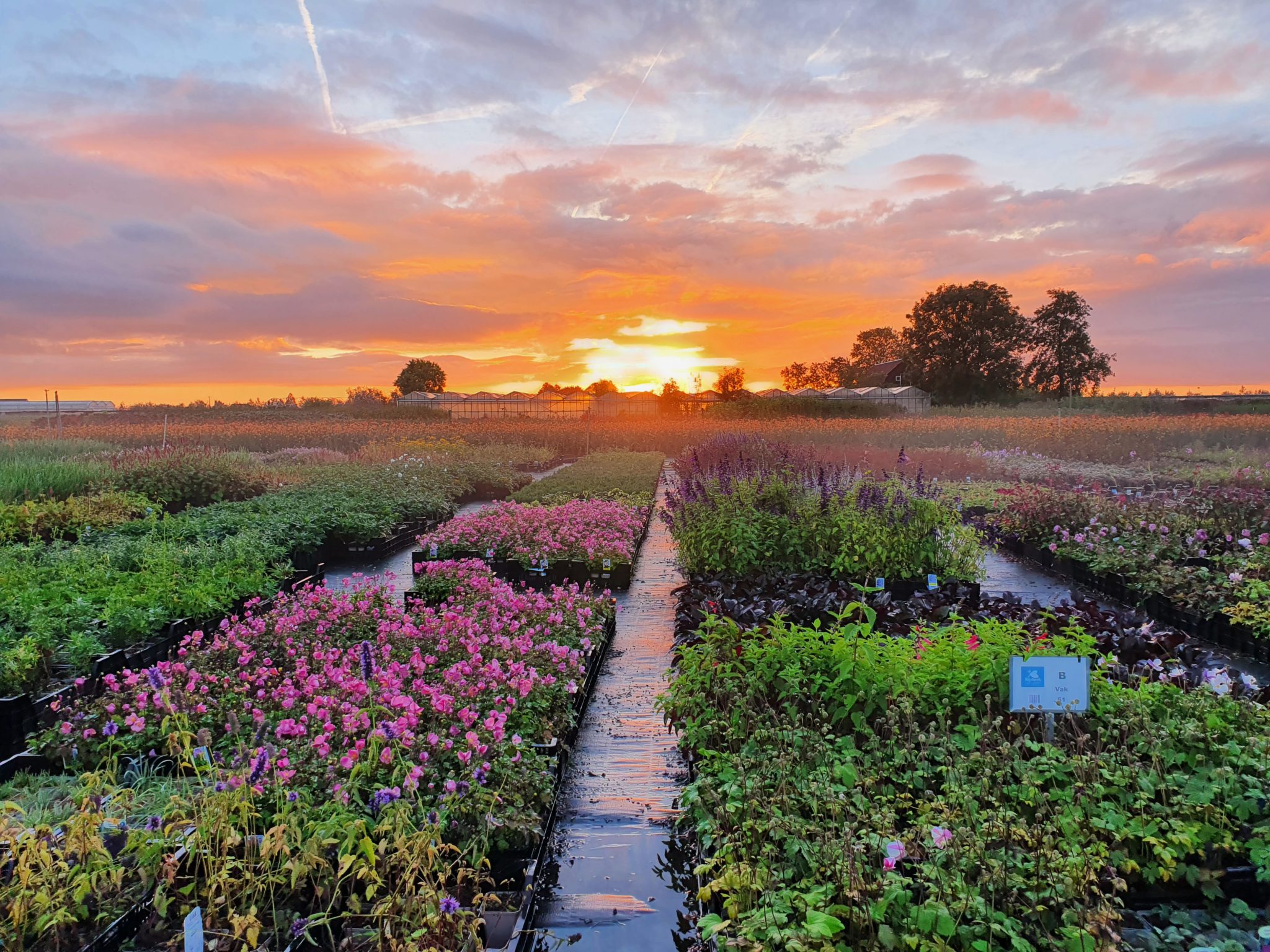 Growers | Rijnbeek en Zoon B.V